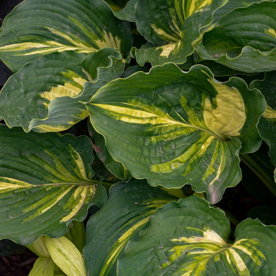 Hostas – Humble Hen Farm & Nursery