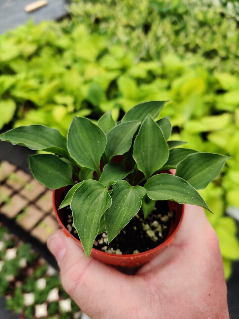 Hosta Rock Princess Well Rooted 2" Pot Perennial Shade True Miniature ...