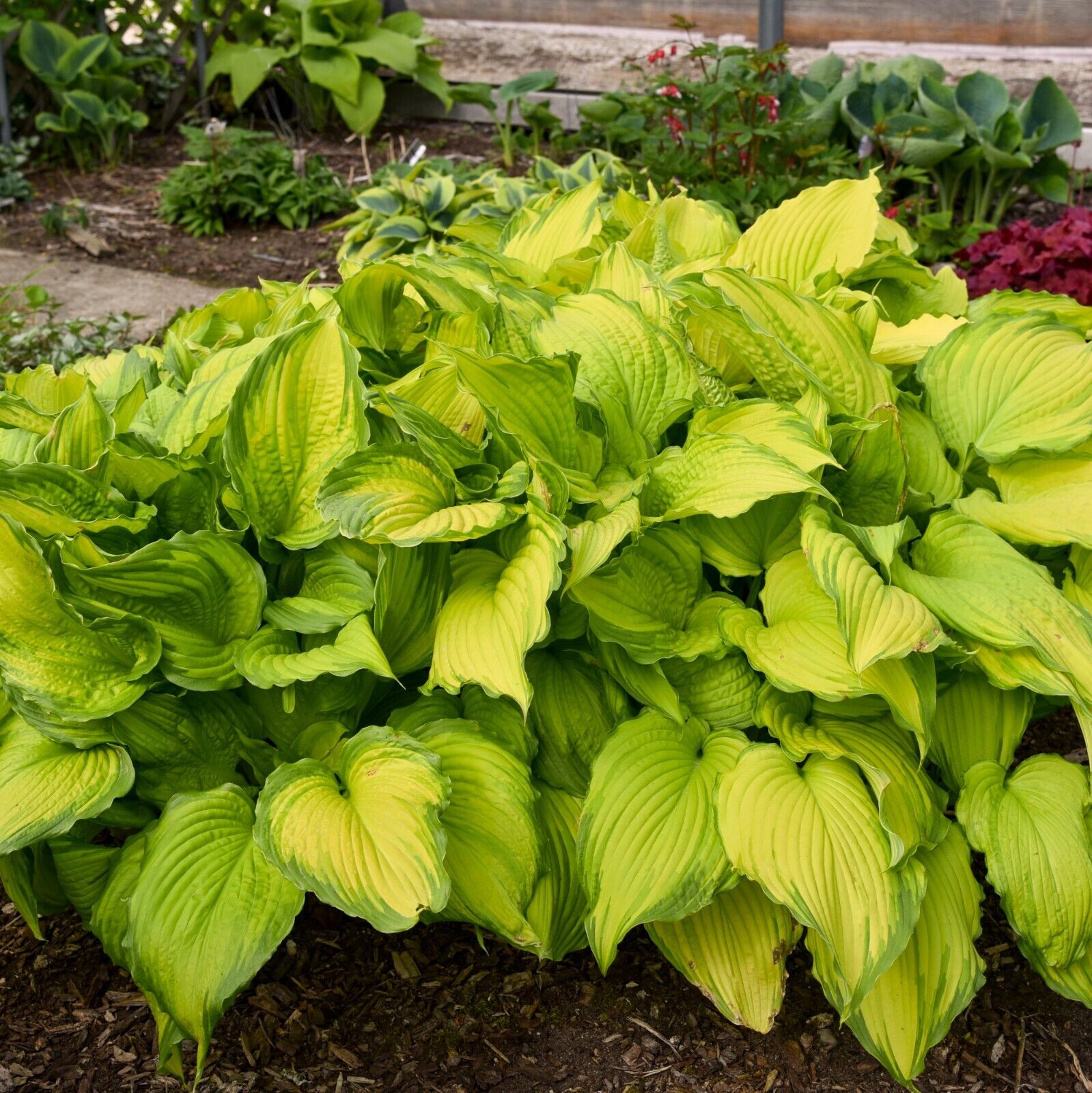Hosta First Dance Well Rooted 5.25" Pot Perennial Shade – Humble Hen ...
