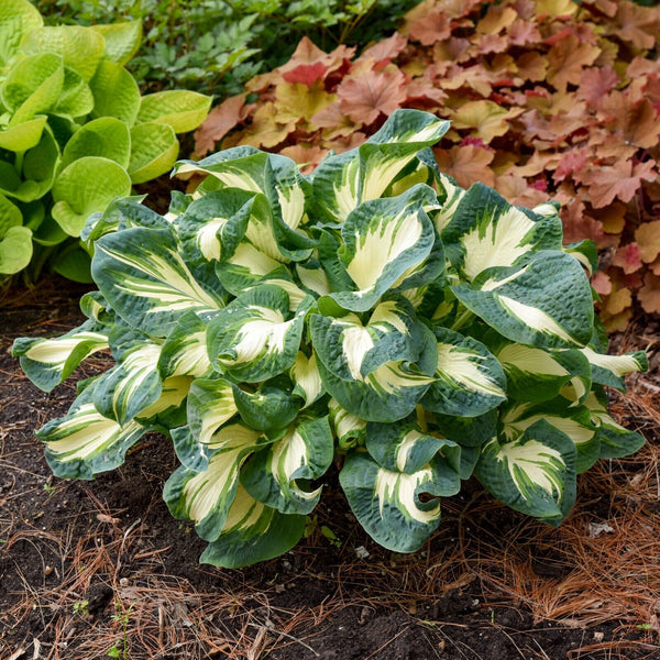 Hosta Hans 5.25" Pot Well Rooted Perennial Shade Plant Puckered and Tw ...