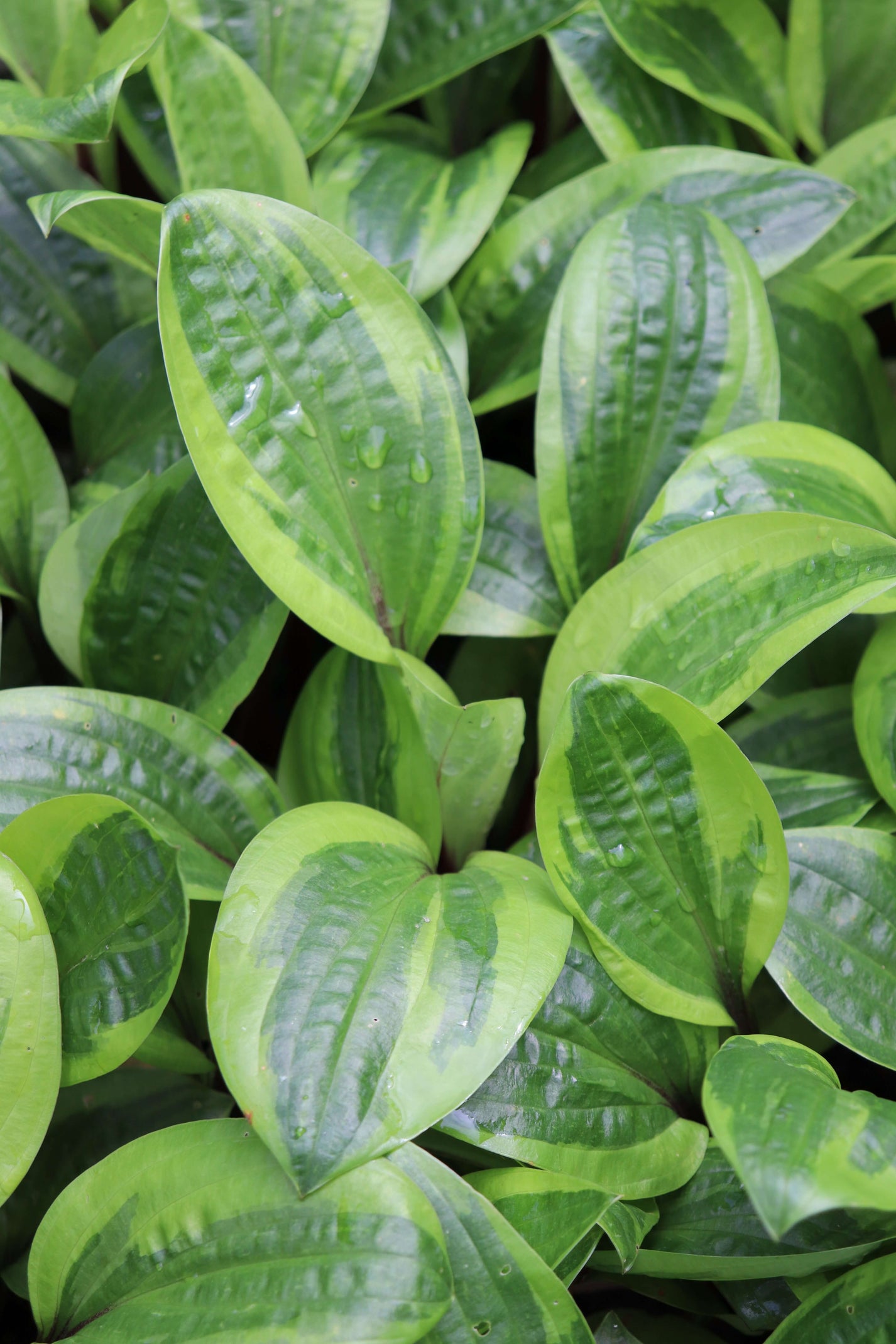 Hosta Avocado Toast 5.25" Pot Well Rooted Perennial Shade Plant ...